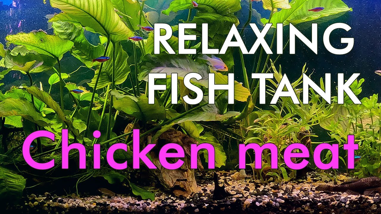 AQUARIUM SCREENSAVER 4K - Territorial Angelfish - YouTube