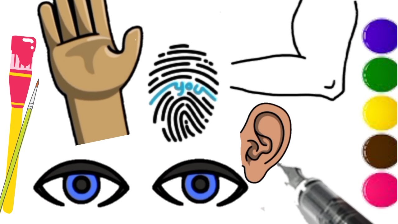 How to draw different body parts | 7 body parts draw in 1 video |step ...