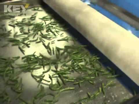 Green Beans Sorting on Manta® 2000 Laser / Camera Sorter - YouTube
