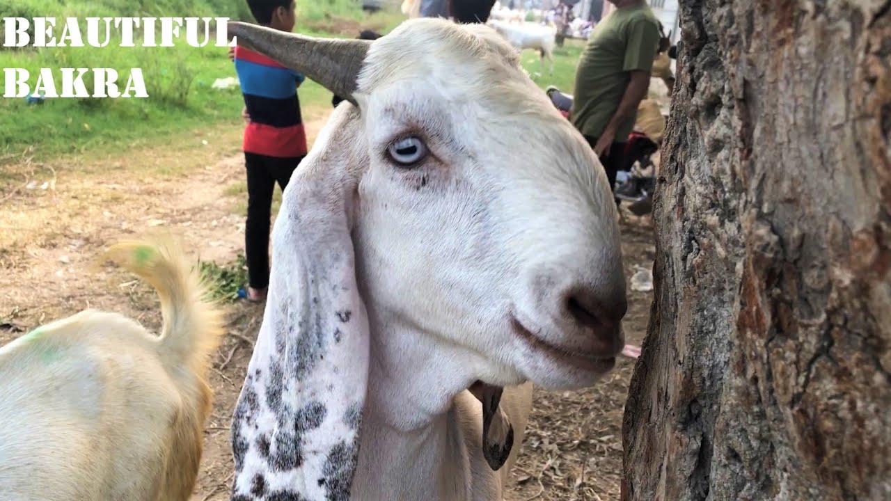 Beautiful Bakra In Lahore | EID 2022 | Eid e Qurban - YouTube