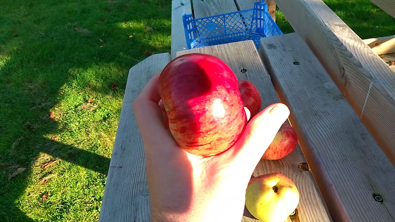 Brown's = classic Devon Sharp cider apple - YouTube