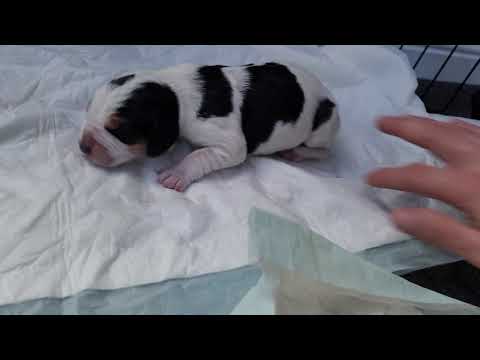 Suprise of the Singleton Puppy!! - YouTube