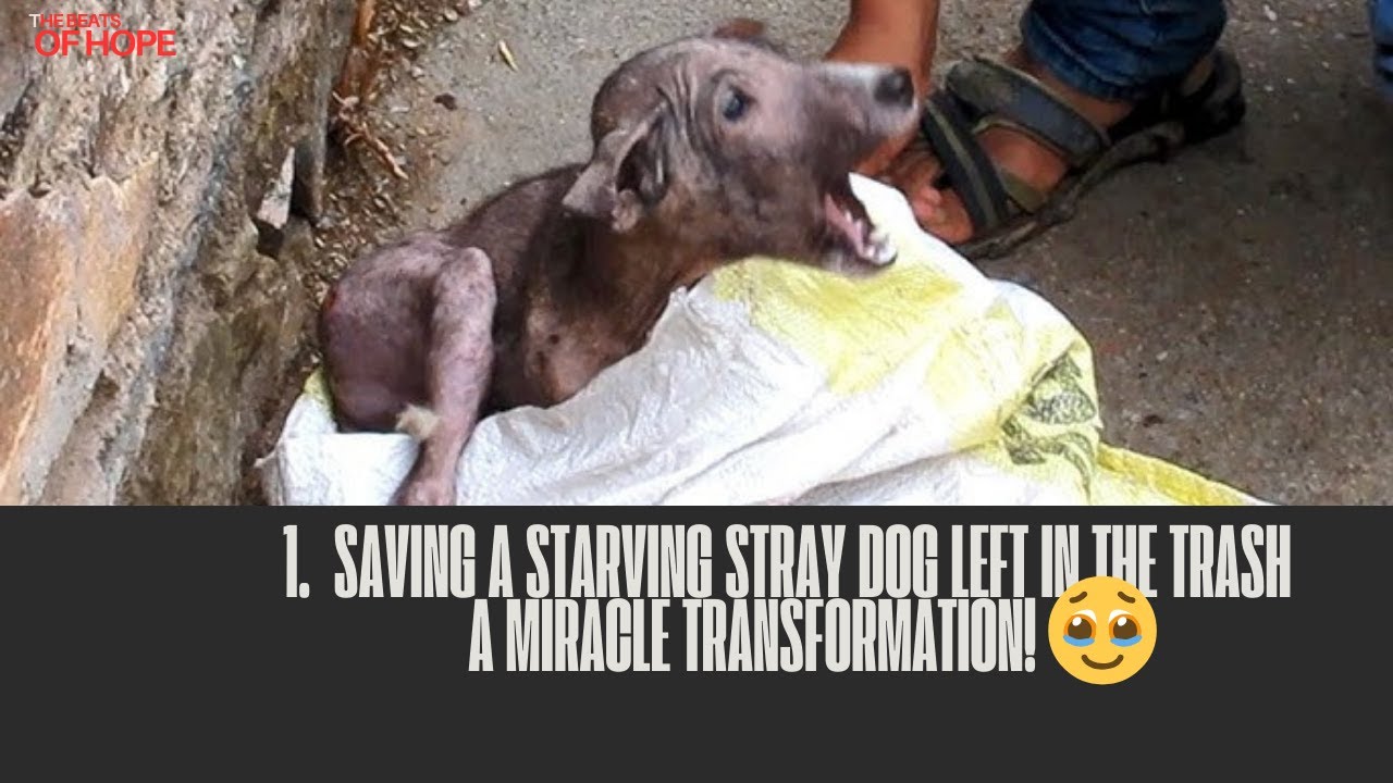 Saving a Starving Stray Dog Left in the Trash – A Miracle ...