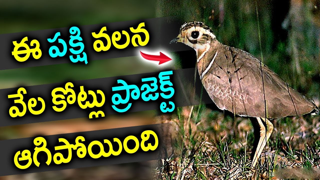 ఈ పక్షి వలన కొన్ని వేల కోట్లు ప్రాజెక్ట్ అదిపోయింది..? || Facts Jerdon ...