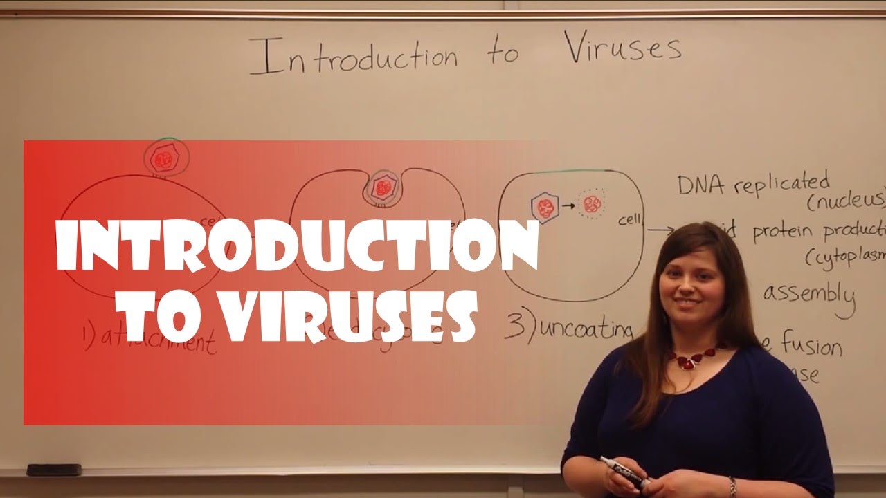 Introduction to Viruses - YouTube