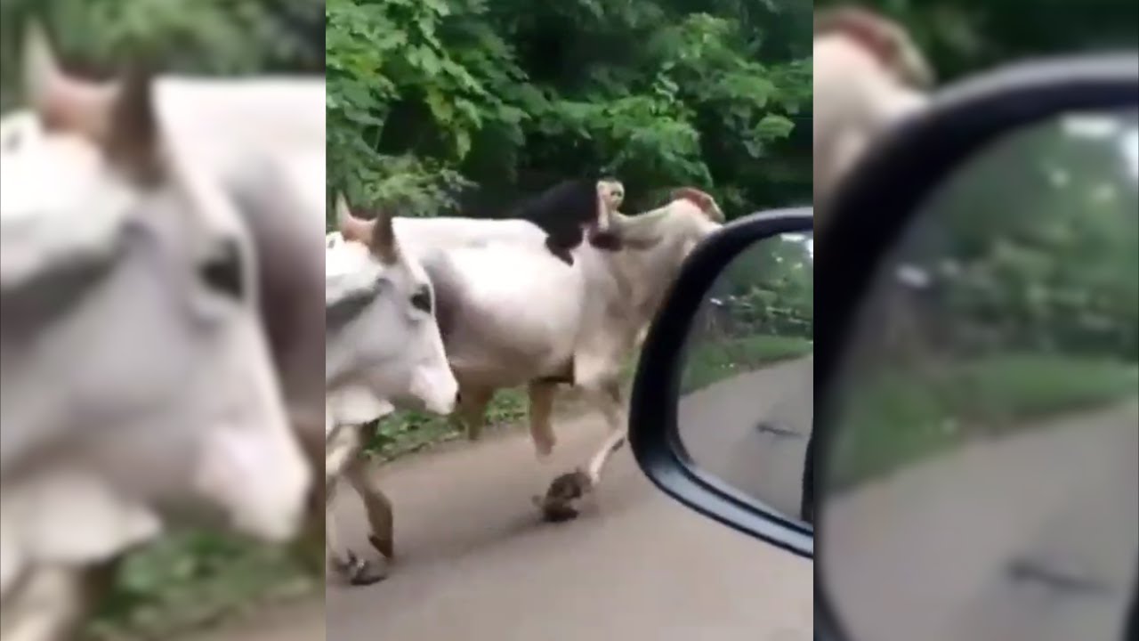 Monkey is too lazy to walk, takes a taxi - YouTube