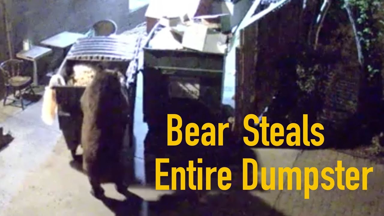 How greedy can you get? Bear thief caught on camera stealing entire ...