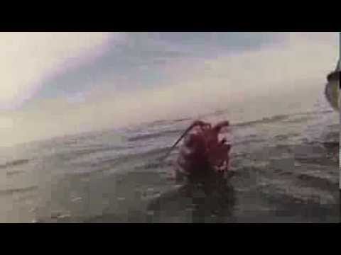 Sharks, Lobsters, Fish, And Another Shark! - YouTube