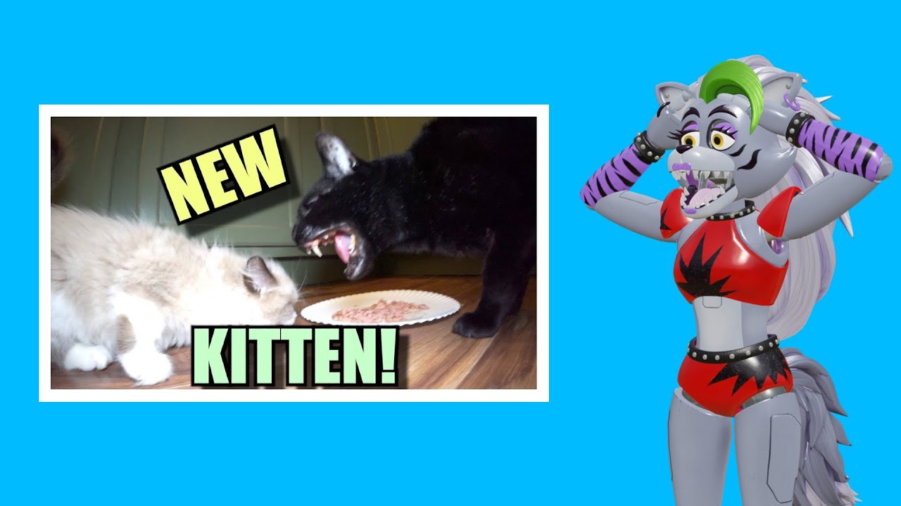 EVERYONE MEETS THE NEW KITTEN!!! Talking Kitty Cat REACTION - YouTube