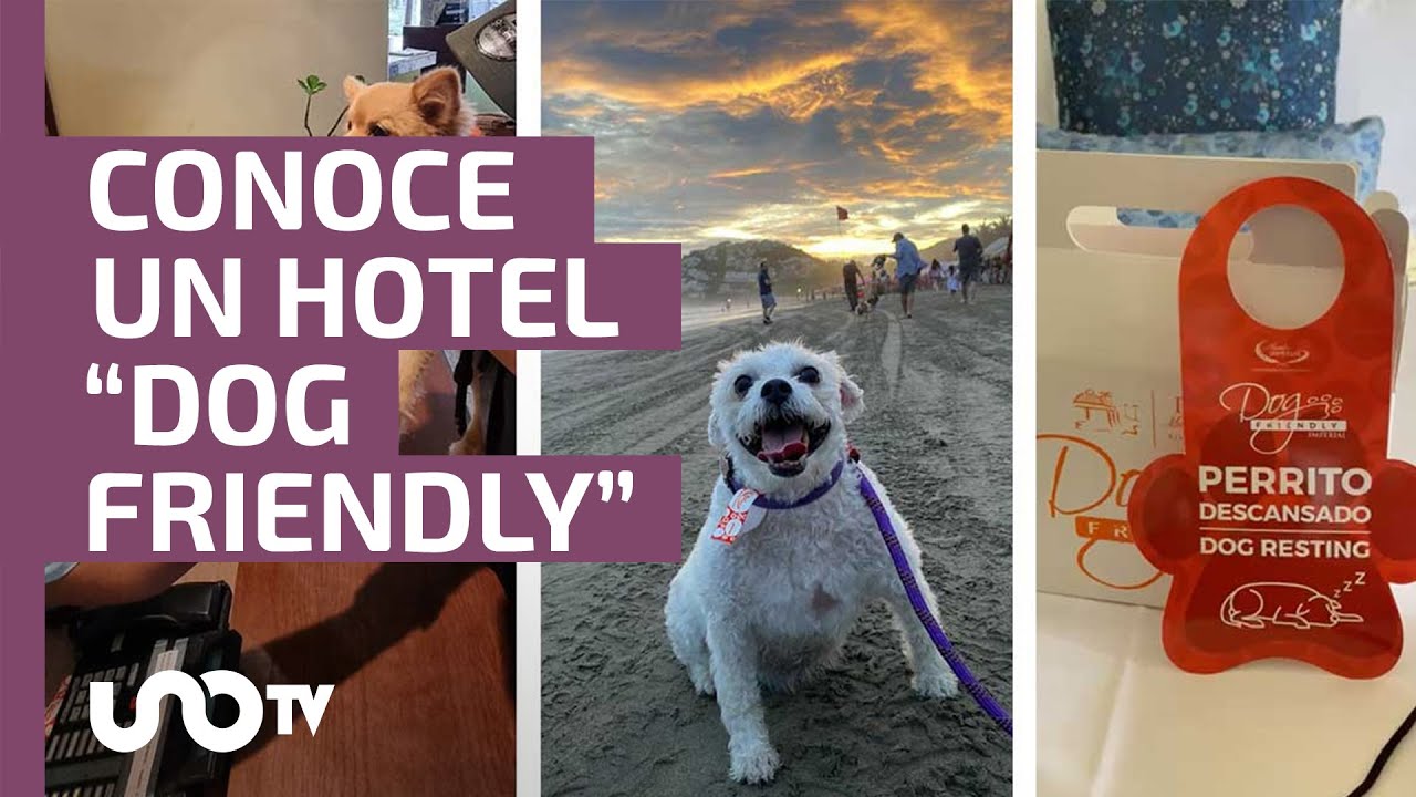 Este hotel está diseñado para recibir a tu perrito con todas las ...