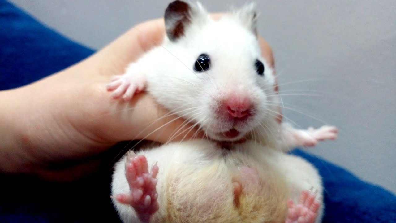 funny cat 987|animals |hamsters - YouTube