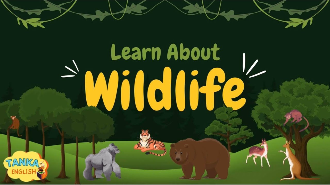 Learn About Wildlife - Wild animals for kids | by Tanka English - YouTube