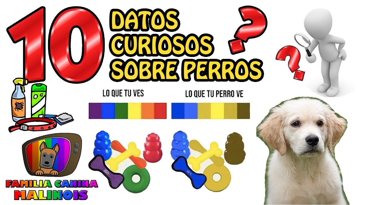 10 DATOS CURIOSOS de los PERROS que NO SABÍAS | Familia Canina Malinois ...
