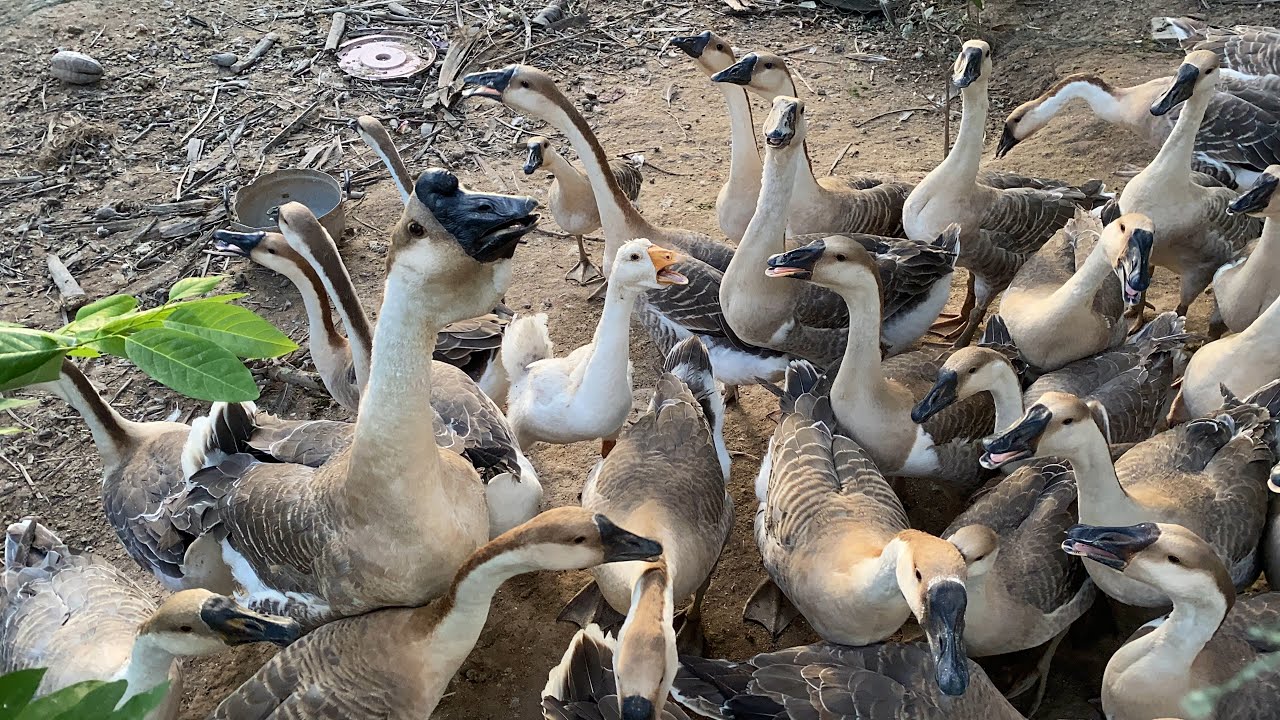 Funny Goose Chasing Babies Compilation | Goose Khmer - YouTube