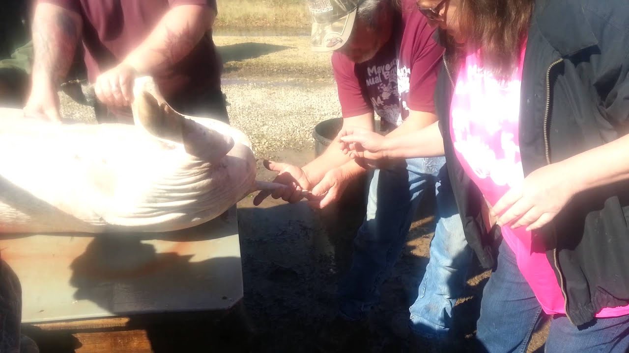 How to measure a hogs tail - YouTube