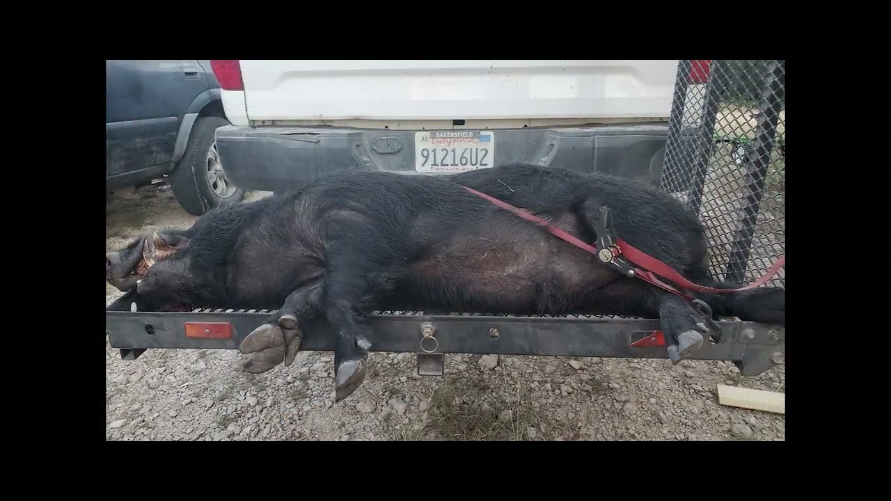Hog Hunting: Armored Pig from Rocksprings, TX, with 3" Tusk - YouTube