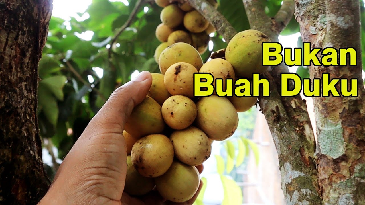 Buah apa ini yah - YouTube