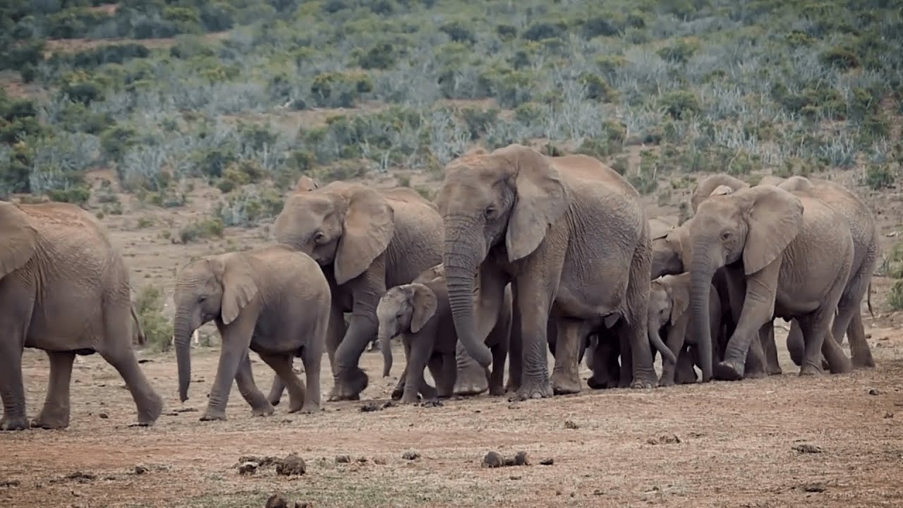 Wild life Animal vs Normal Animal - YouTube