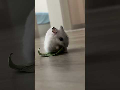 #a hamster's daily routine #倉鼠的日常 - YouTube