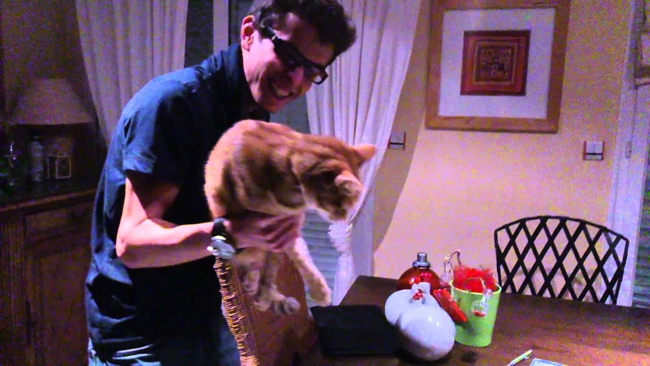 Cat Machine Gun - YouTube