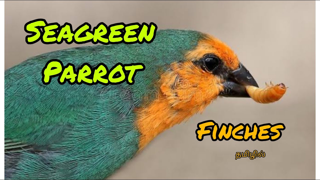 Seagreen parrot|Parrot mutations|Seagreen finch|Breeding pairs - YouTube