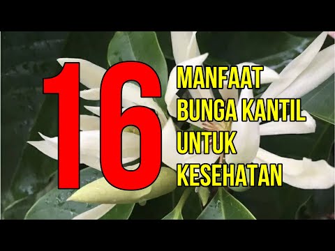 Masya Allah, Inilah 16 Manfaat Bunga Kantil Untuk Kesehatan dan Kecantikan