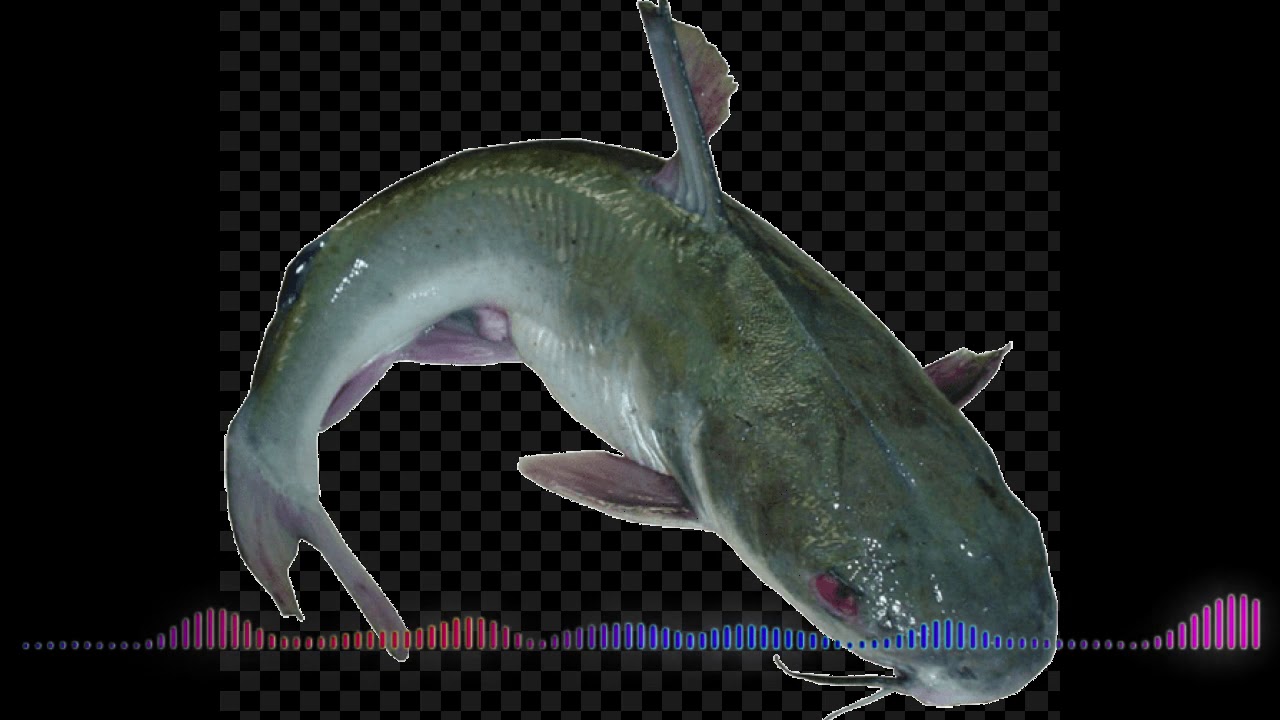 Baguje = KAMONGO Official Audio - YouTube