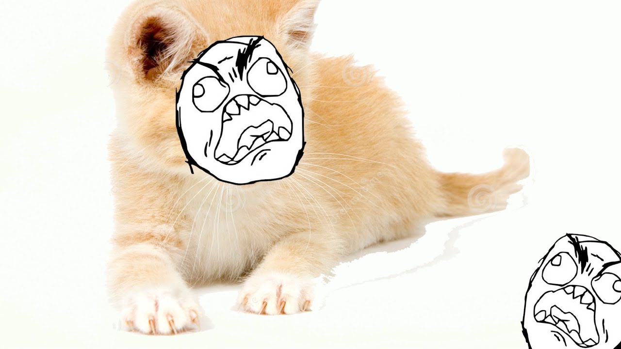 Rage cat| The unbelievable adeventures of Kamil the cat - YouTube