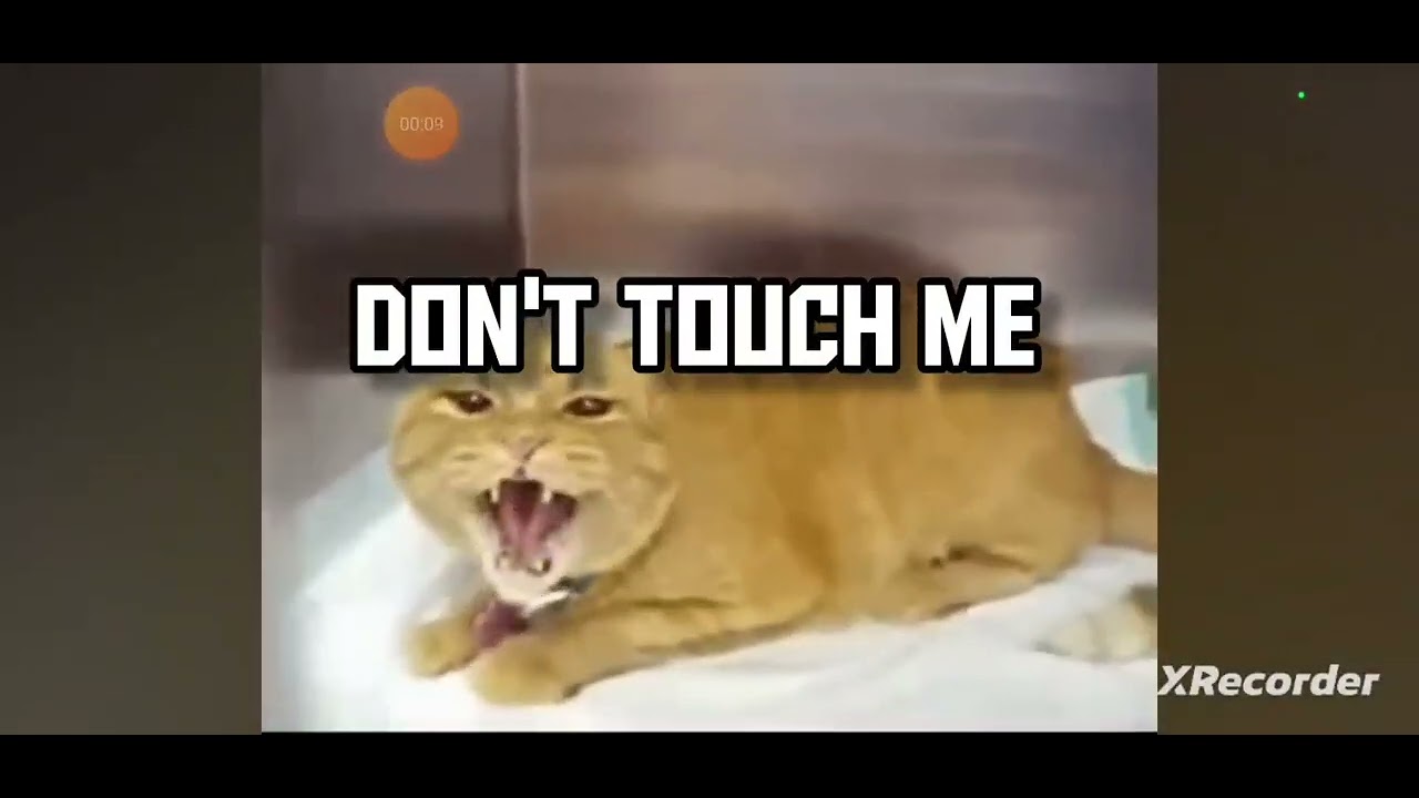 Very Angry Cat Youtube 3182