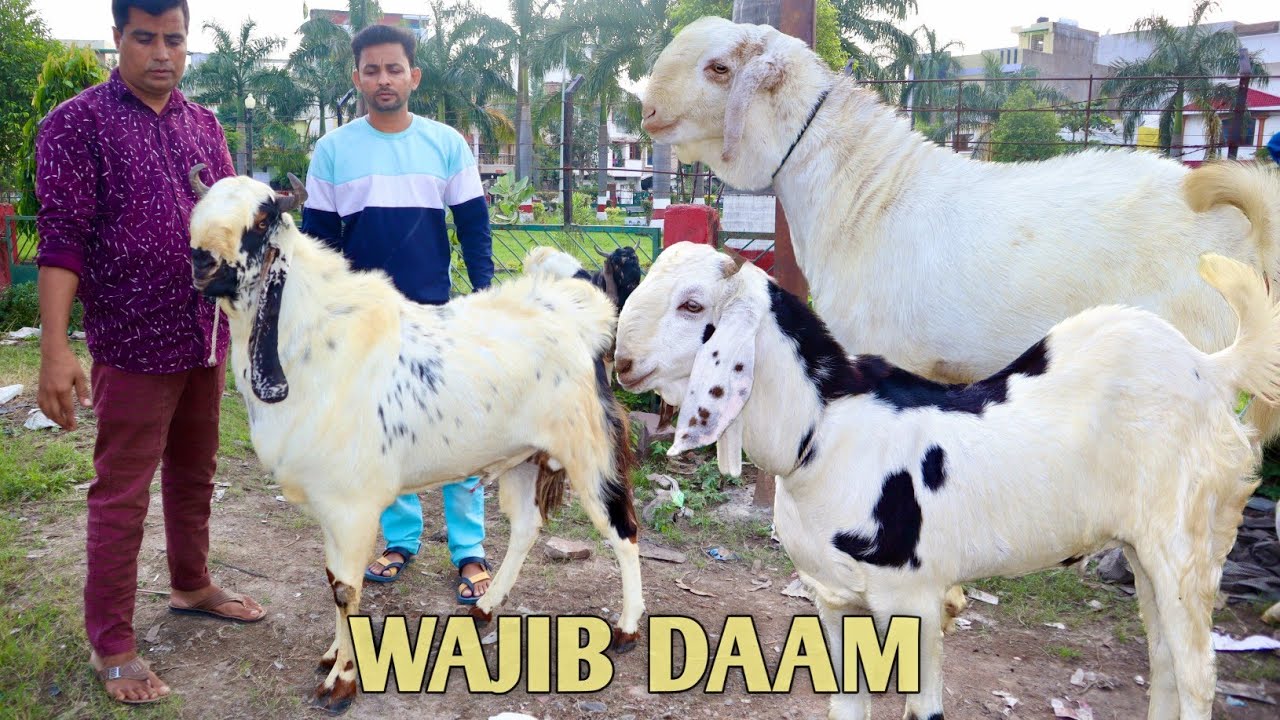 Wajib Daam Main Kota Malwa Gujri Goat's Ka Collection - YouTube