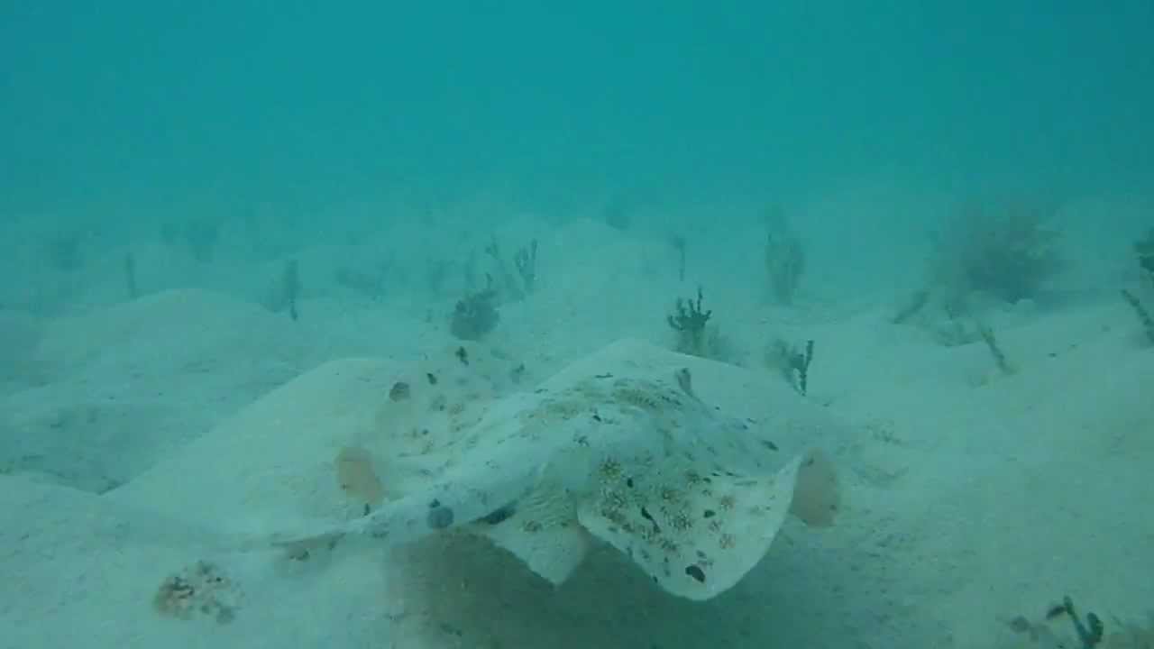 Underwater Stingray Dominican Republic Boca Chica Diving Part 2 - YouTube