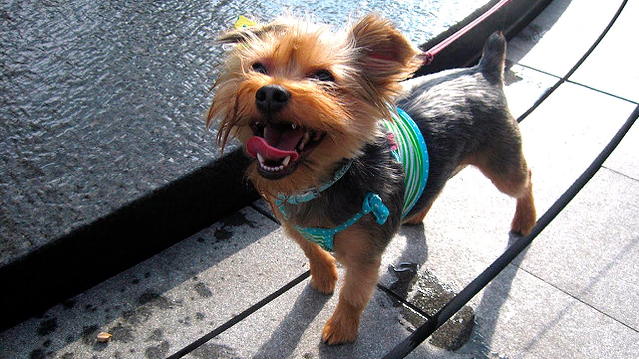 Dogs Caught Red Handed #70 - YouTube