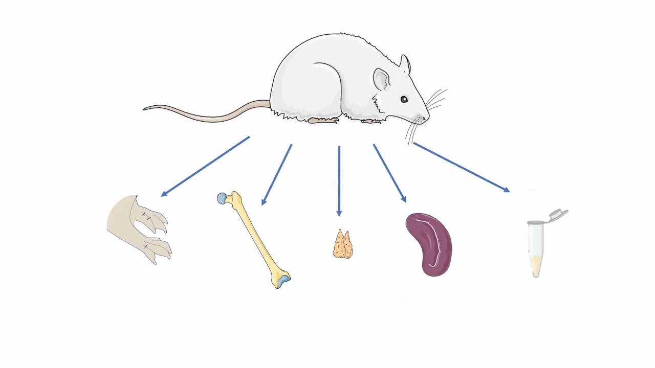 JTG capsule alleviates rheumatoid arthritis in CIA rats - Video ...