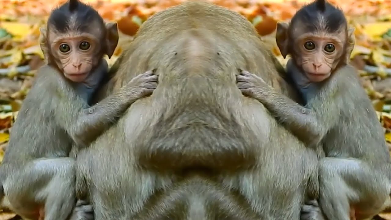Very lucky day monkey mom Nanda share food to feed her adorable baby ...