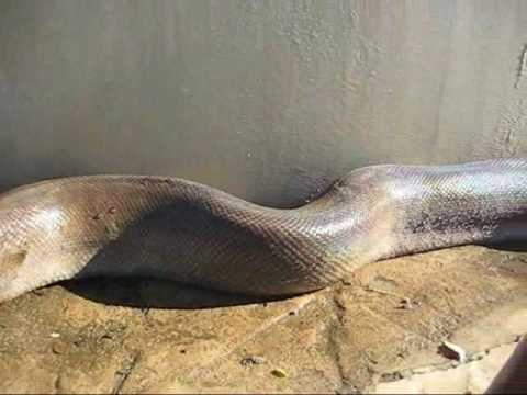 Big Snake In Trinidad and Tobago - YouTube