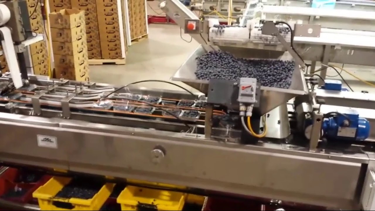 Double Blueberry Filler - YouTube