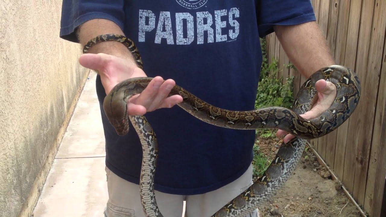 Dwarf Retic Female 9 8 12 - YouTube
