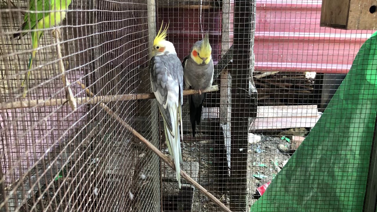 Cockatiel Parrot in Myanmar - YouTube