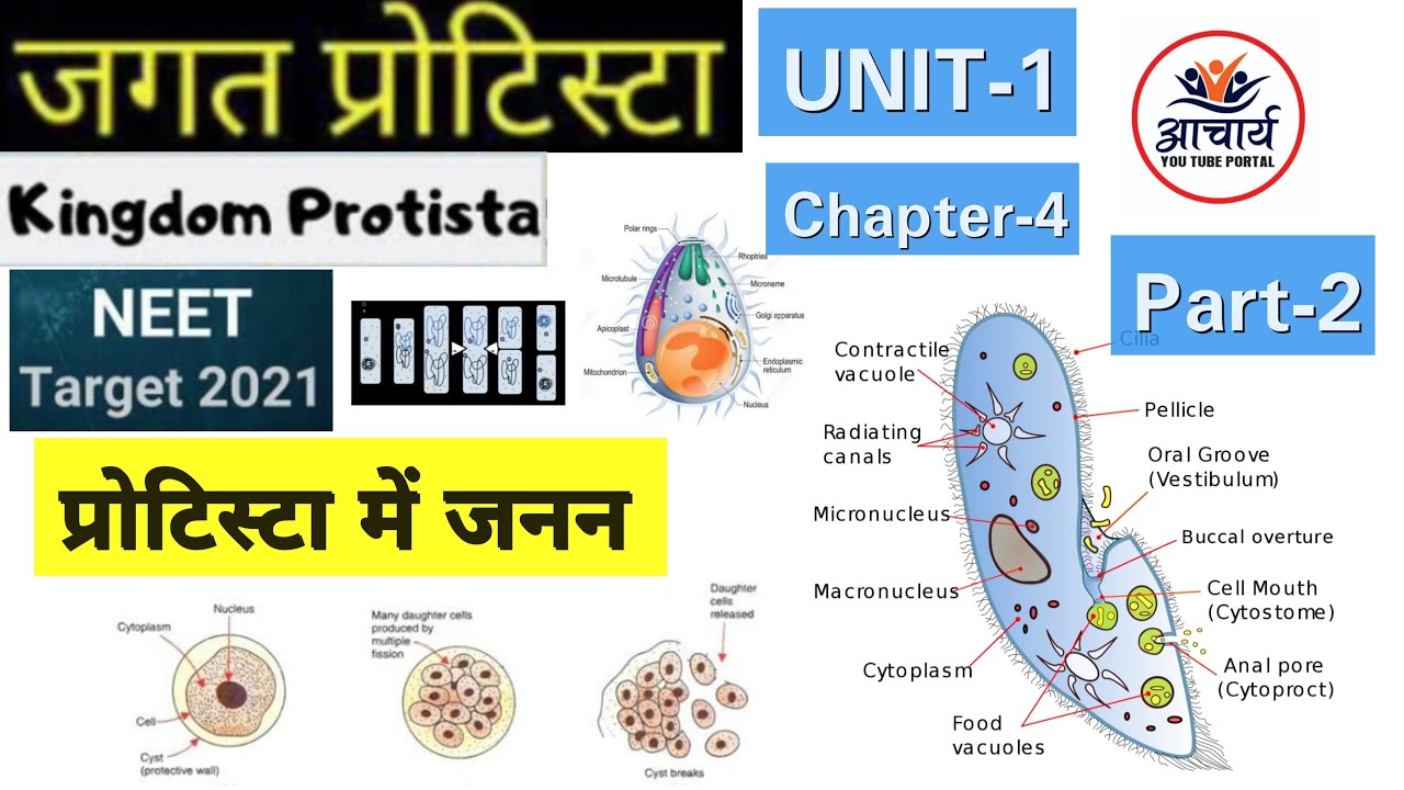 प्रोटिस्टा जगत : kingdom protista | class 11 biology chapter 2 in hindi ...