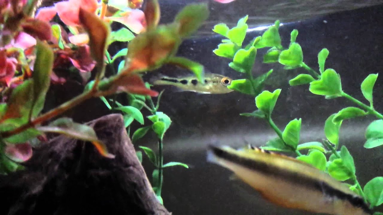 8/2/14 - PAYARA, PBASS, TIGER DATS, APISTOS - YouTube