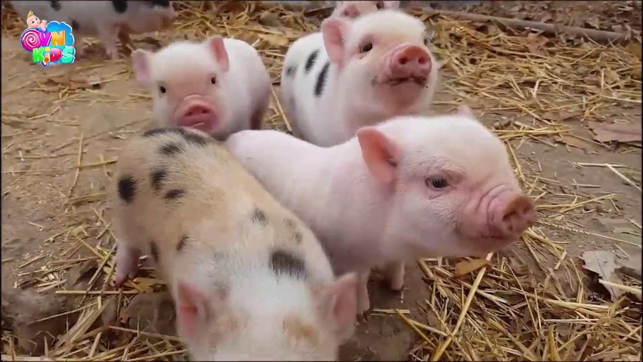 con heo dat 26-032 - YouTube