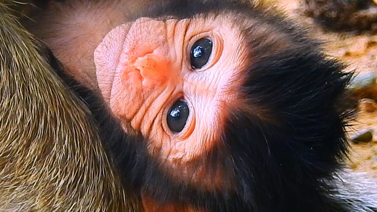 Omg really exhausted baby monkey newborn - YouTube