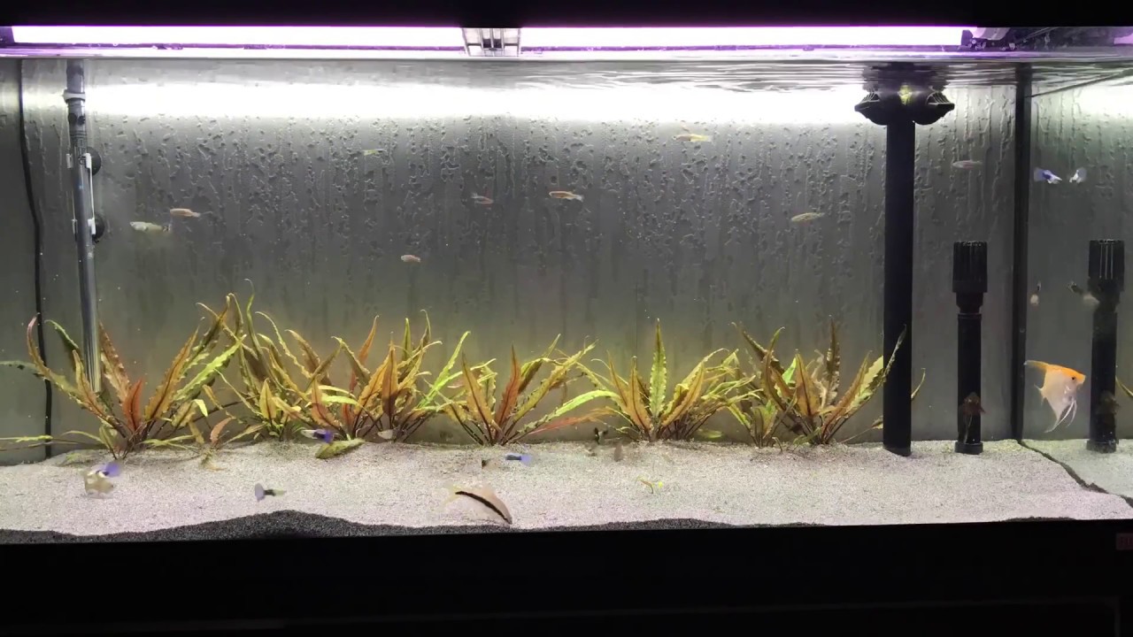 Aquarium 240l Fluval Roma - YouTube