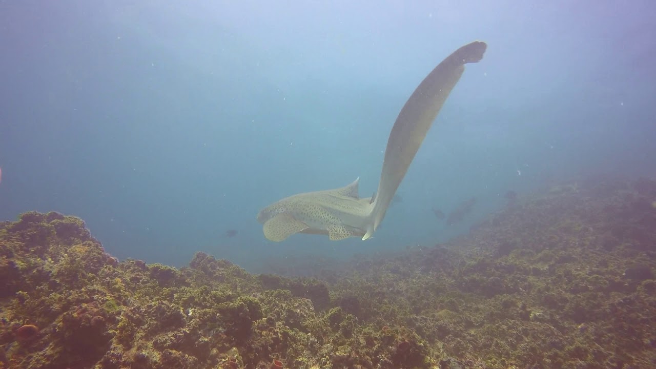 Cook Island Tweed Heads 3 Jan 2020 - YouTube