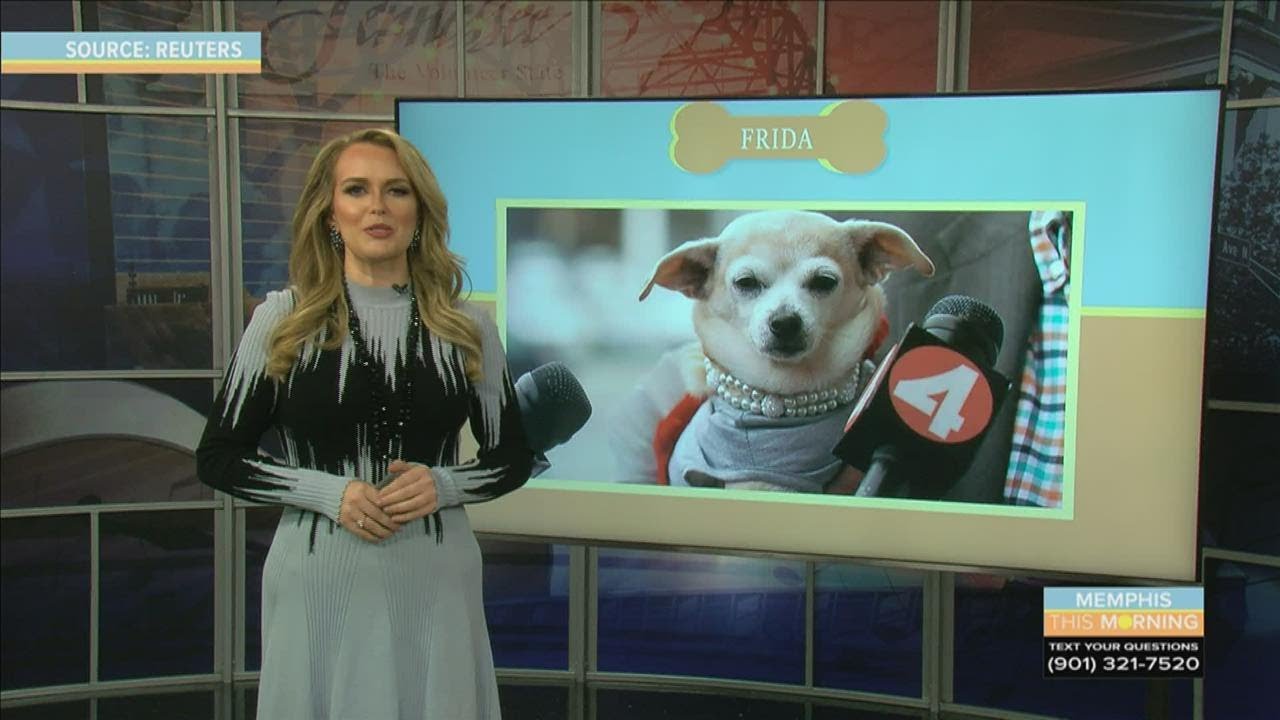 National Dogs in Politics Day - YouTube