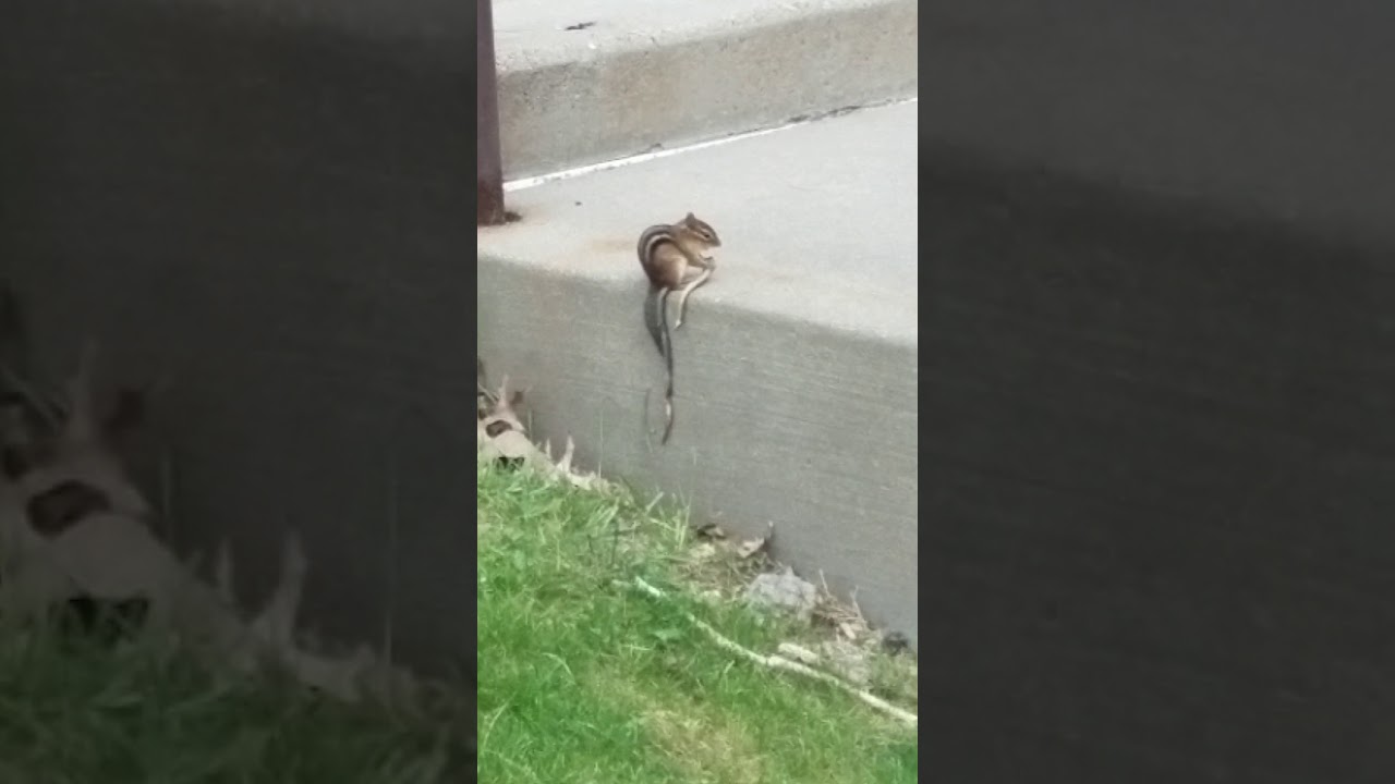 Zombie chipmunk eating a snake - YouTube