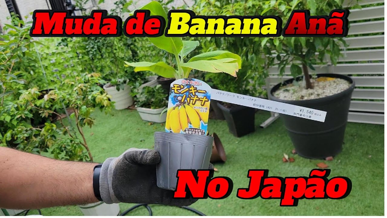 Muda de Banana Anã em vaso#cultivodoméstico #garden #plantar #plantas # ...