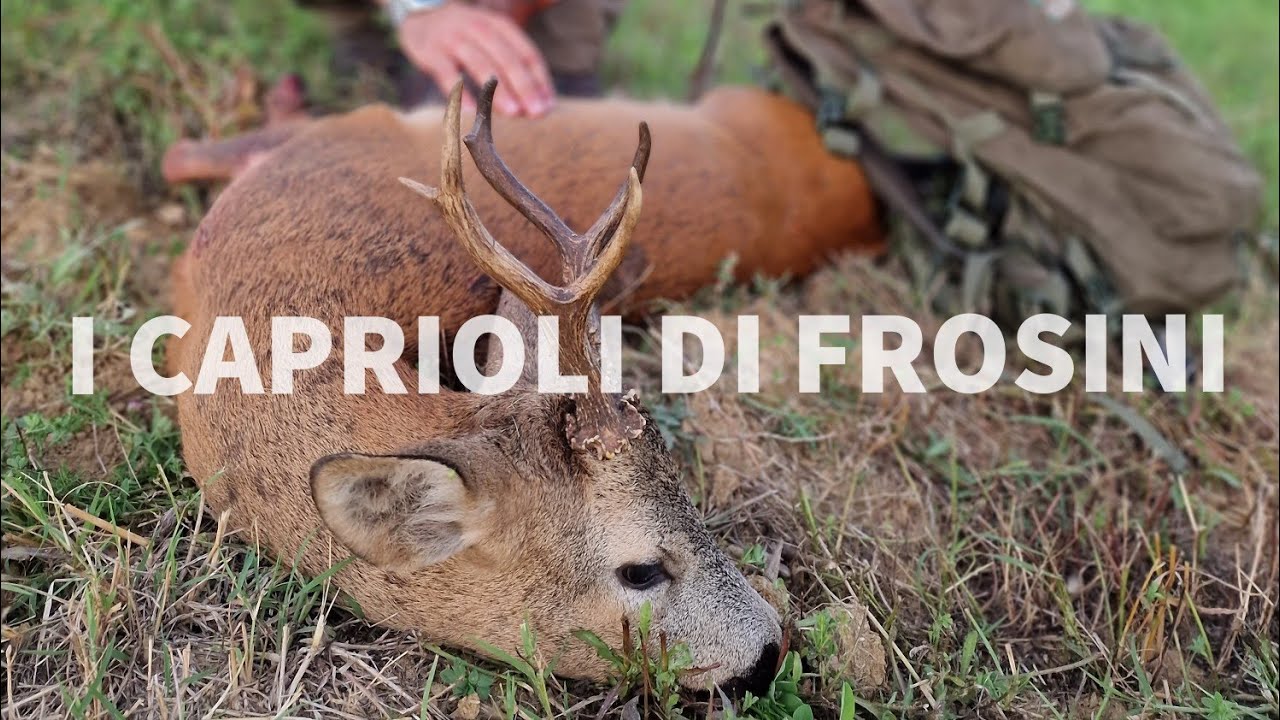 CACCIA AL CAPRIOLO IN TOSCANA - ROE DEER HUNTING IN TUSCANY - YouTube