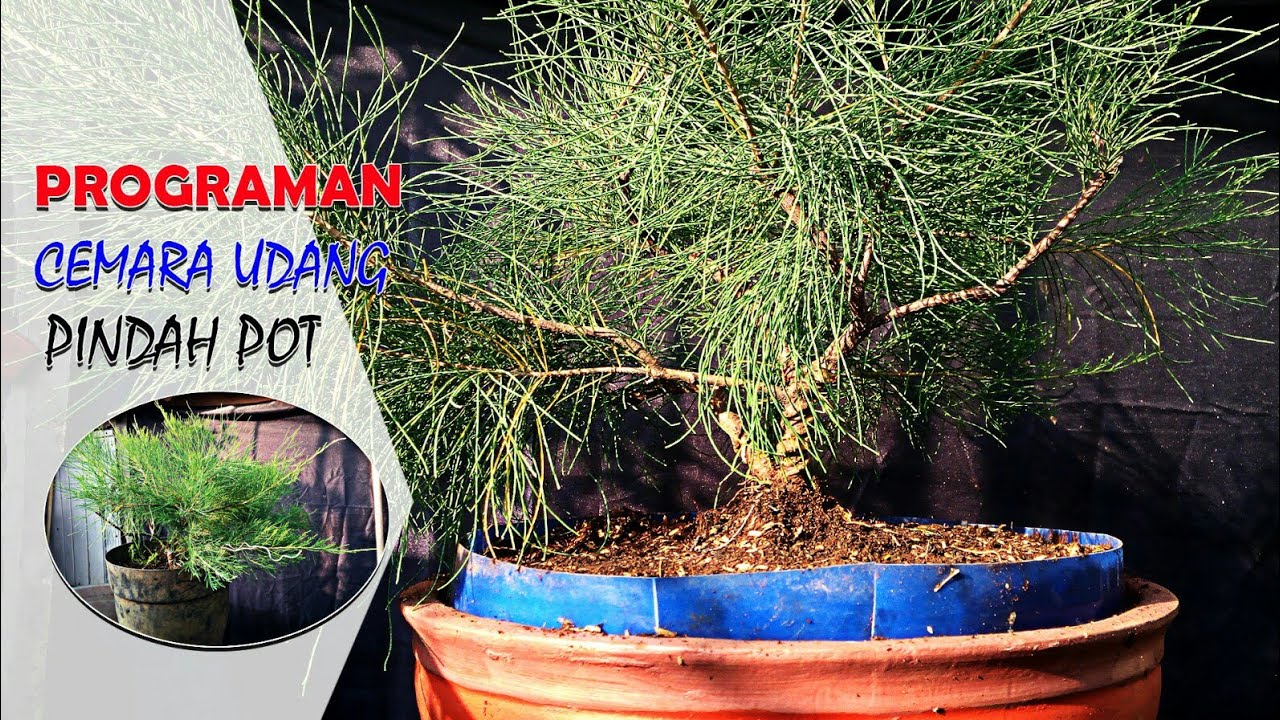 Cemara Udang II Ganti Pot Bonsai Cemara @amonkbonsai - YouTube