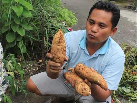 CARA MENANAM UBI JALAR DALAM KARUNG SAMPAI PANEN || TABILAMKAR || TANAMAN UBI DALAM KARUNG - YouTube